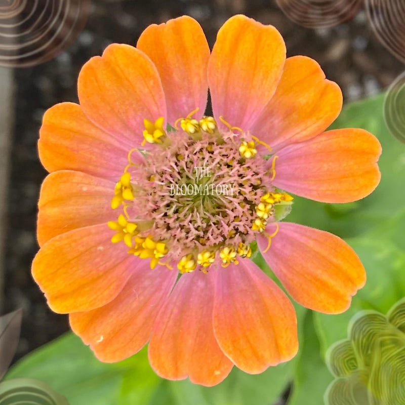 Rare Zinnia Seeds - Etsy