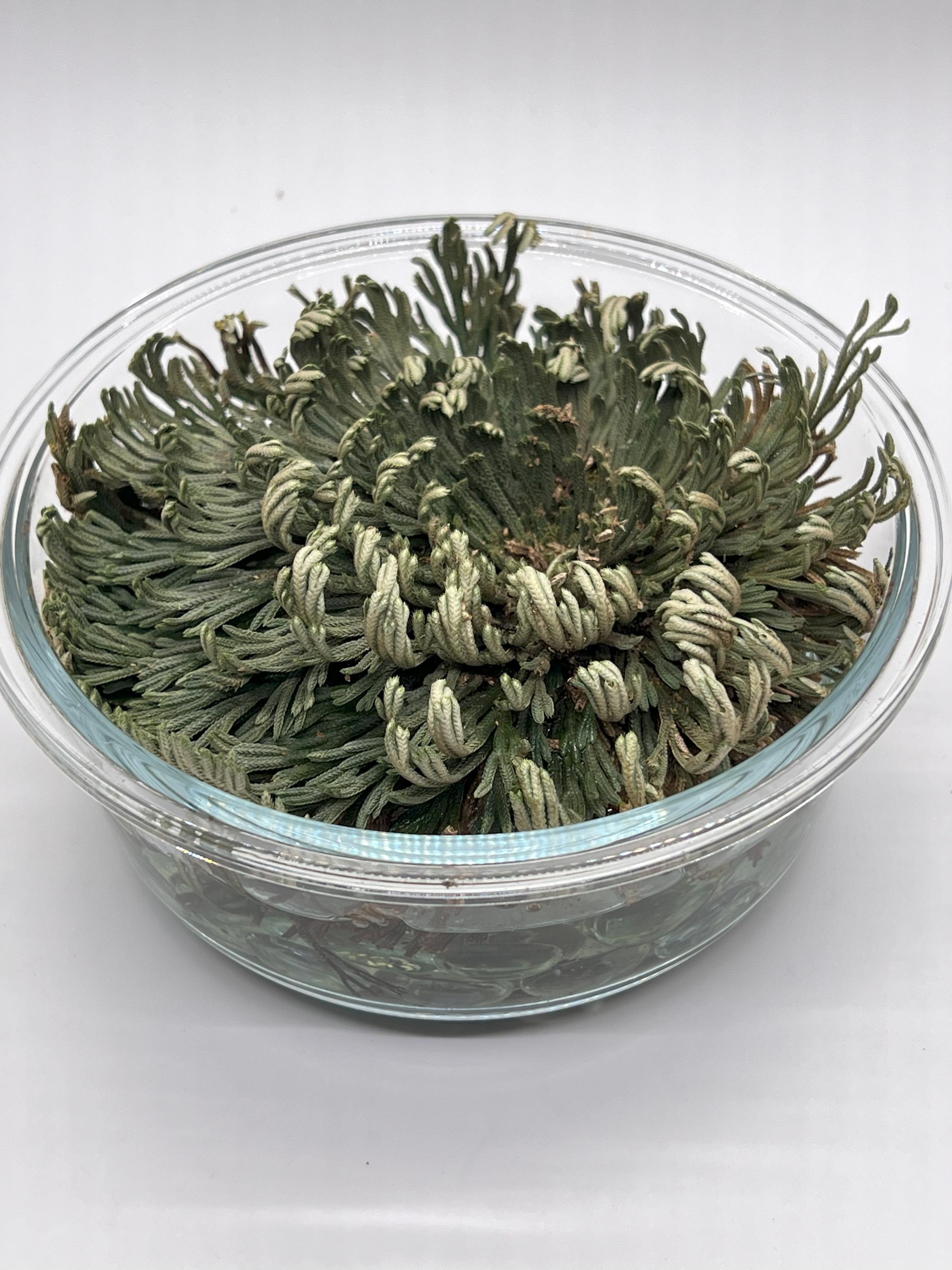 Esoteric Earth Angel Rose of Jericho (resurrection Plant) - Etsy