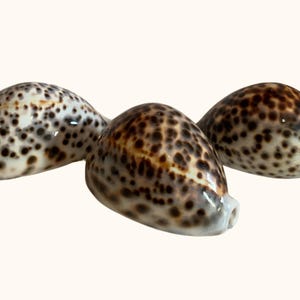 Natural Tiger Cowrie Sea Shell, Sea Shell Real Tiger Sea Shell Polished ...