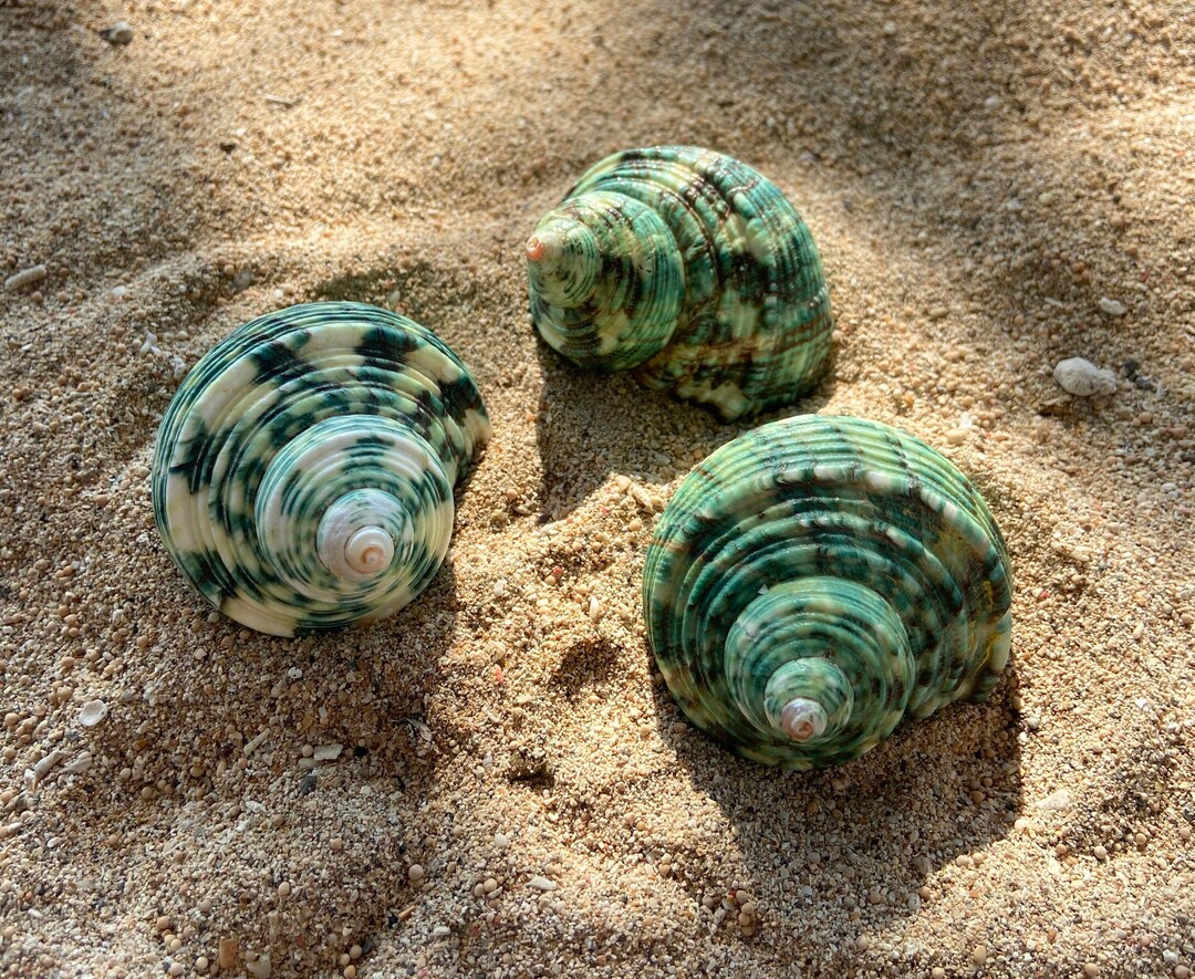 Conch Shell, Sea Shell Decor, Sea Shells, Collectible Snail Shells ...