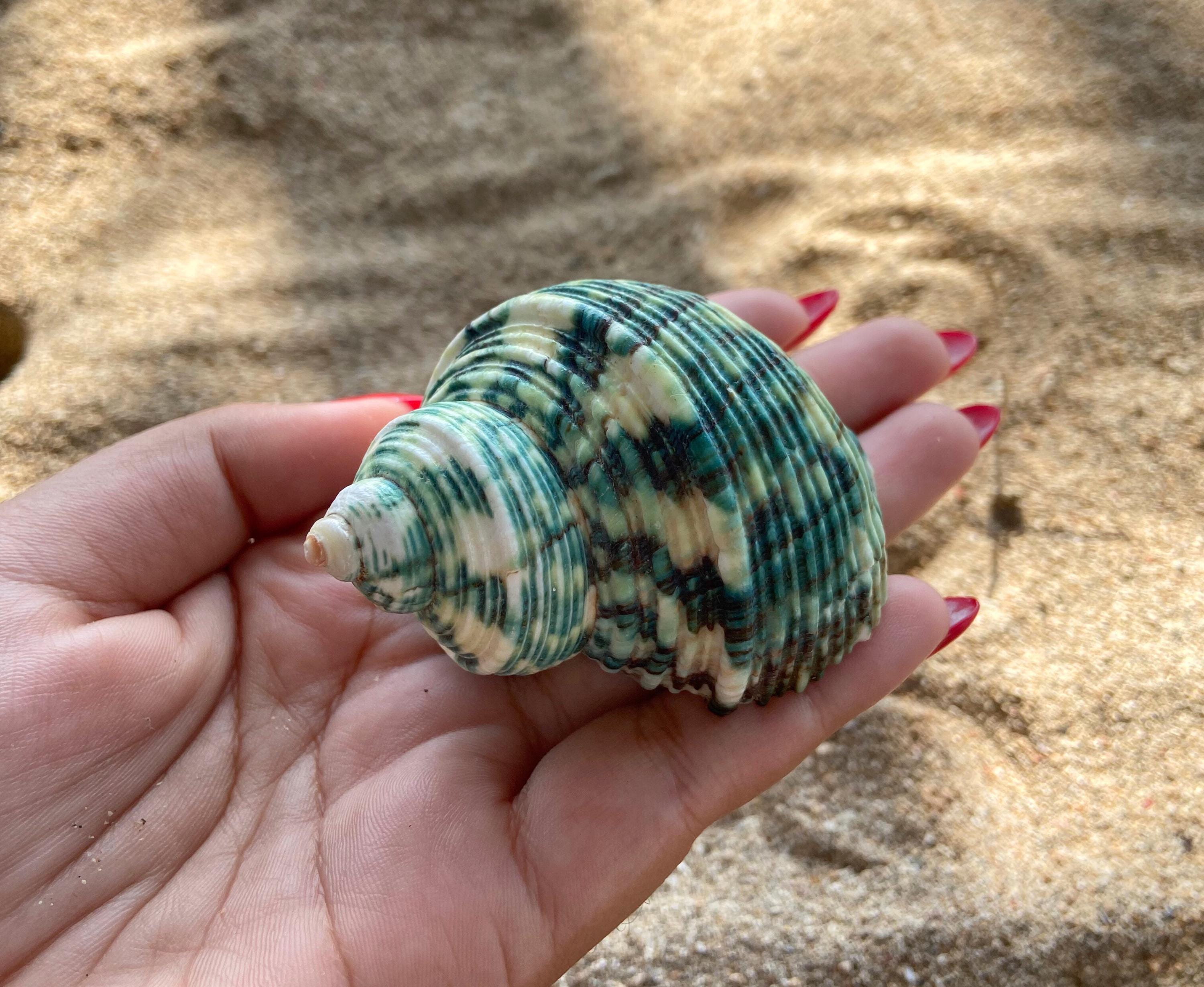 Conch Shell, Sea Shell Decor, Sea Shells, Collectible Snail Shells ...