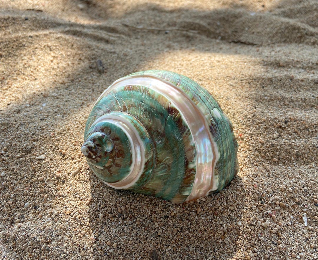 Large Conch Shell, Sea Shell Decor, Sea Shells, Collectible Snail ...