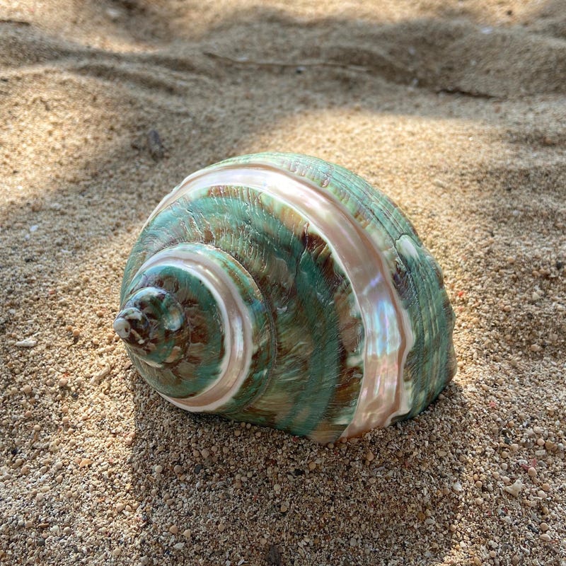Shell Decor - Etsy
