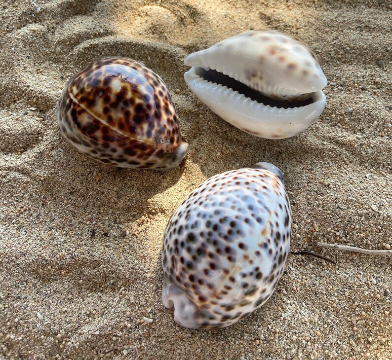Natural Tiger Cowrie Sea Shell, Sea Shell Real Tiger Sea Shell Polished ...
