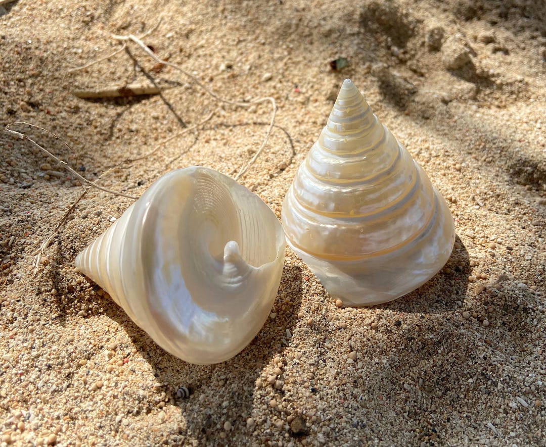 White Cone Sea Shell, Real Sea Shell, Sea Shell Polished, Home Decor ...