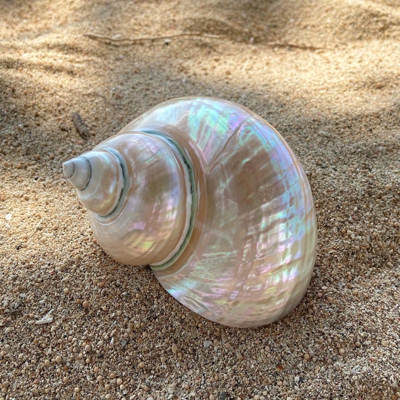 Magic Conch Shells - Etsy