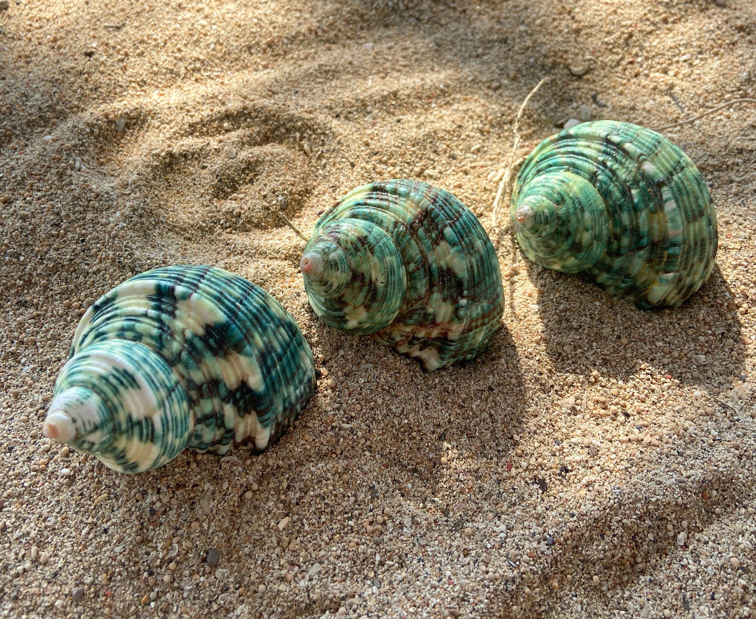 Conch Shell, Sea Shell Decor, Sea Shells, Collectible Snail Shells ...