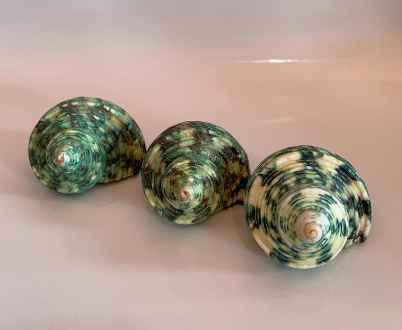 Conch Shell, Sea Shell Decor, Sea Shells, Collectible Snail Shells ...