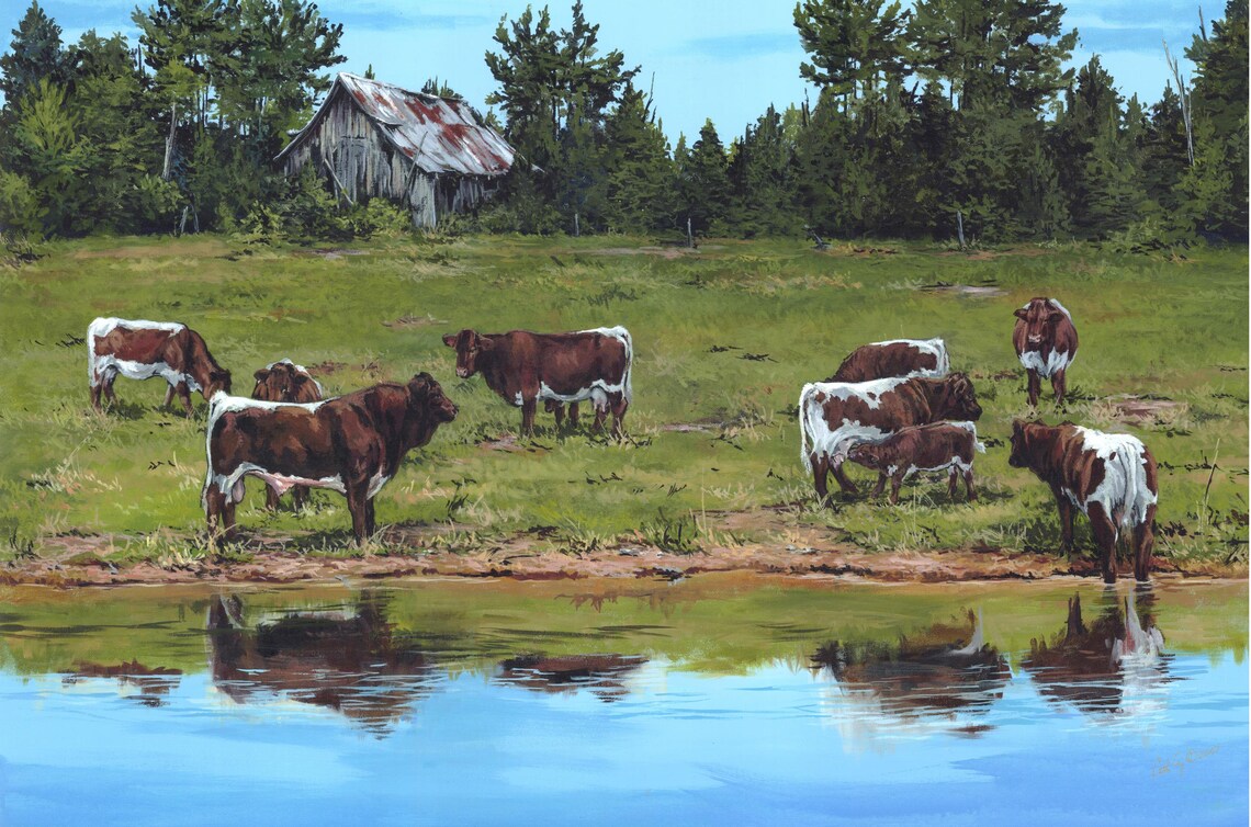 Pinzgauer Cattle Signed Art Print of Painting by Artist Cathy Cooksey ...