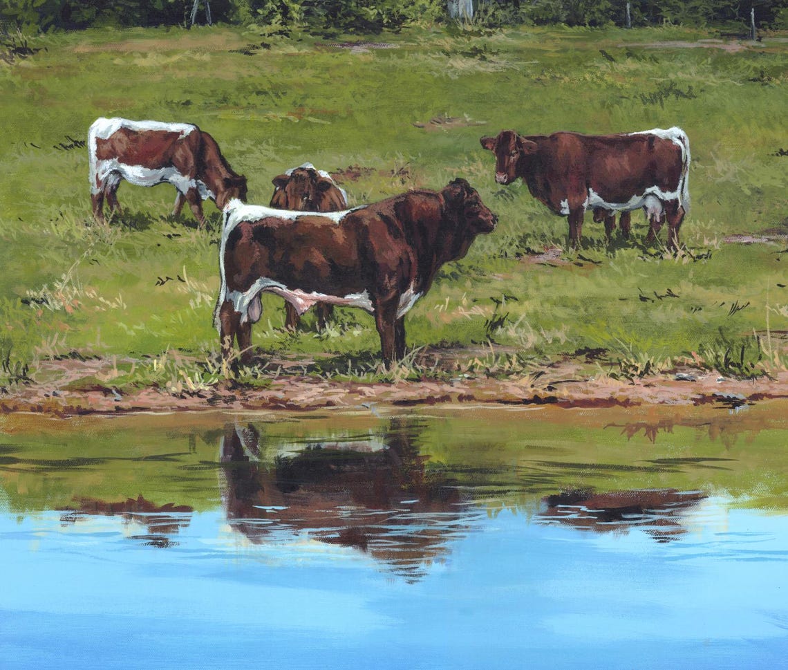 Pinzgauer Cattle Signed Art Print of Painting by Artist Cathy Cooksey ...