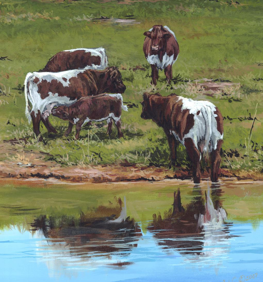 Pinzgauer Cattle Signed Art Print of Painting by Artist Cathy Cooksey ...