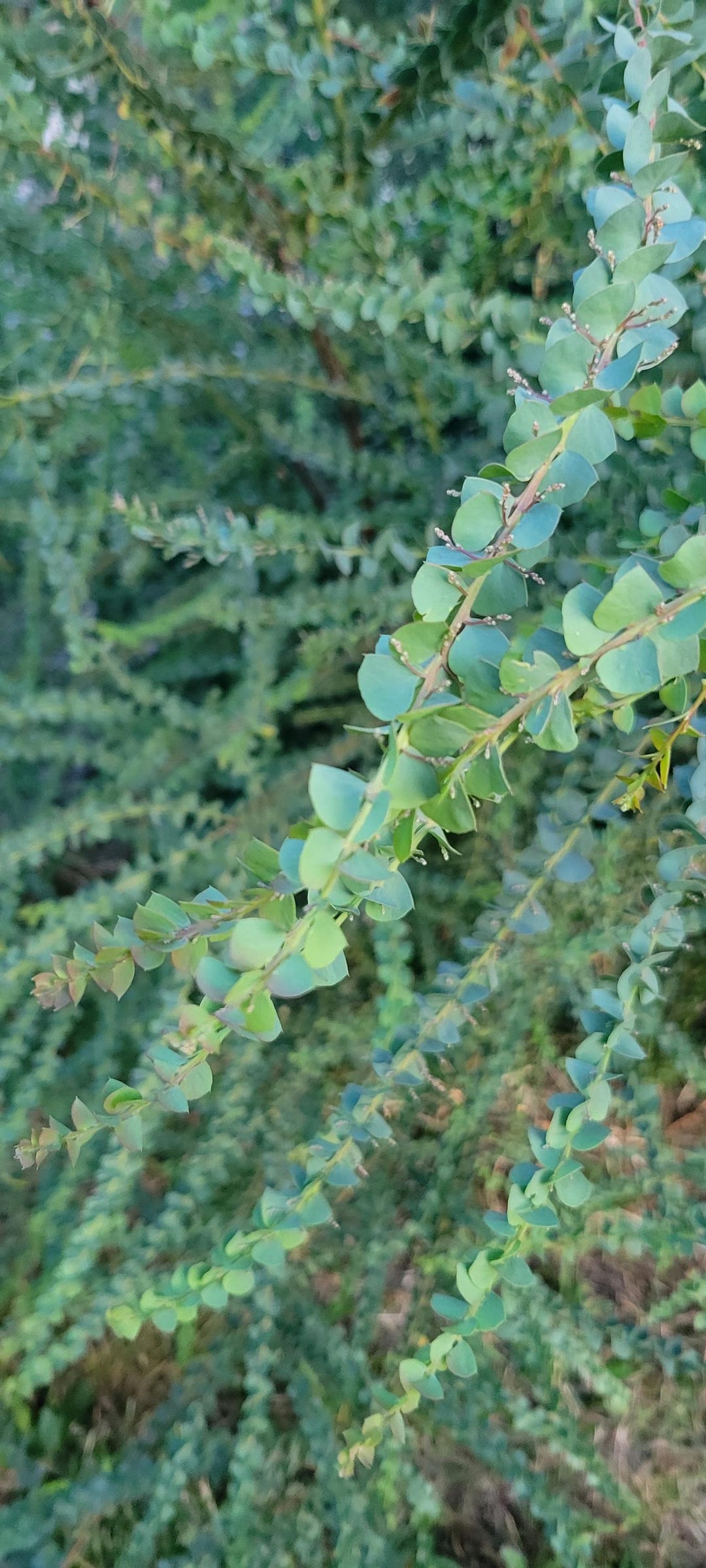 Acacia Pravissima (oven's Wattle Tree) SEEDS X10 - Etsy