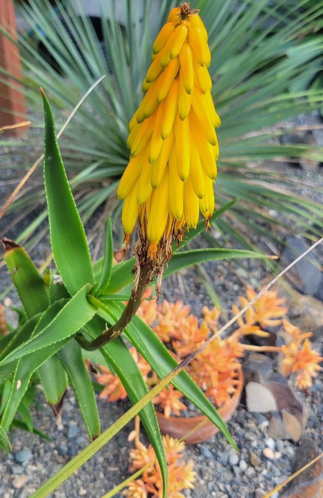 Aloe Striatula (hardy Aloe) SEEDS - Etsy