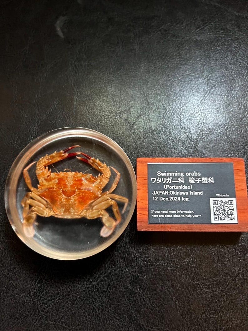 Okinawan Resin Specimen– Swimming Crabs - Etsy