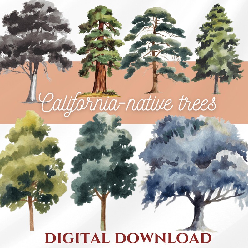 101 California Wildflowers Clipart - Png Files - Commercial Use License ...