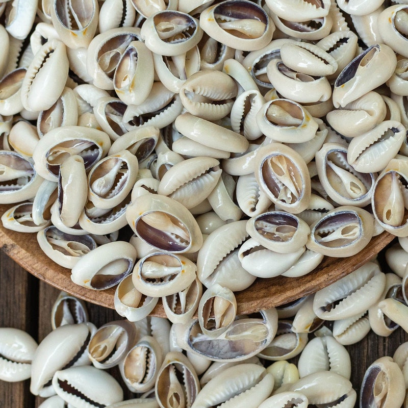 Cowrie Shells - Etsy