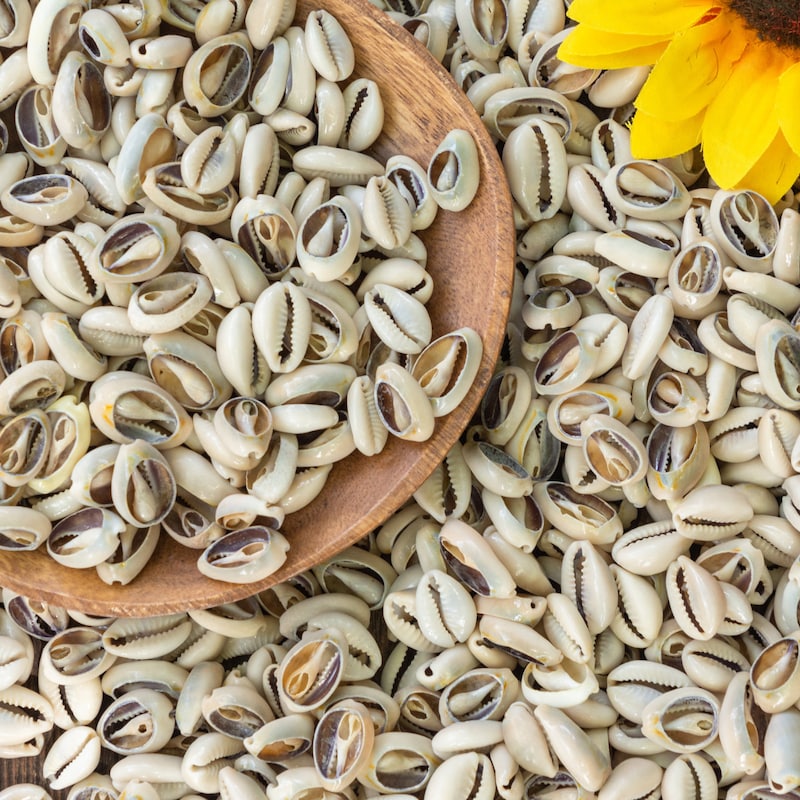 Cowrie Shell - Etsy Australia