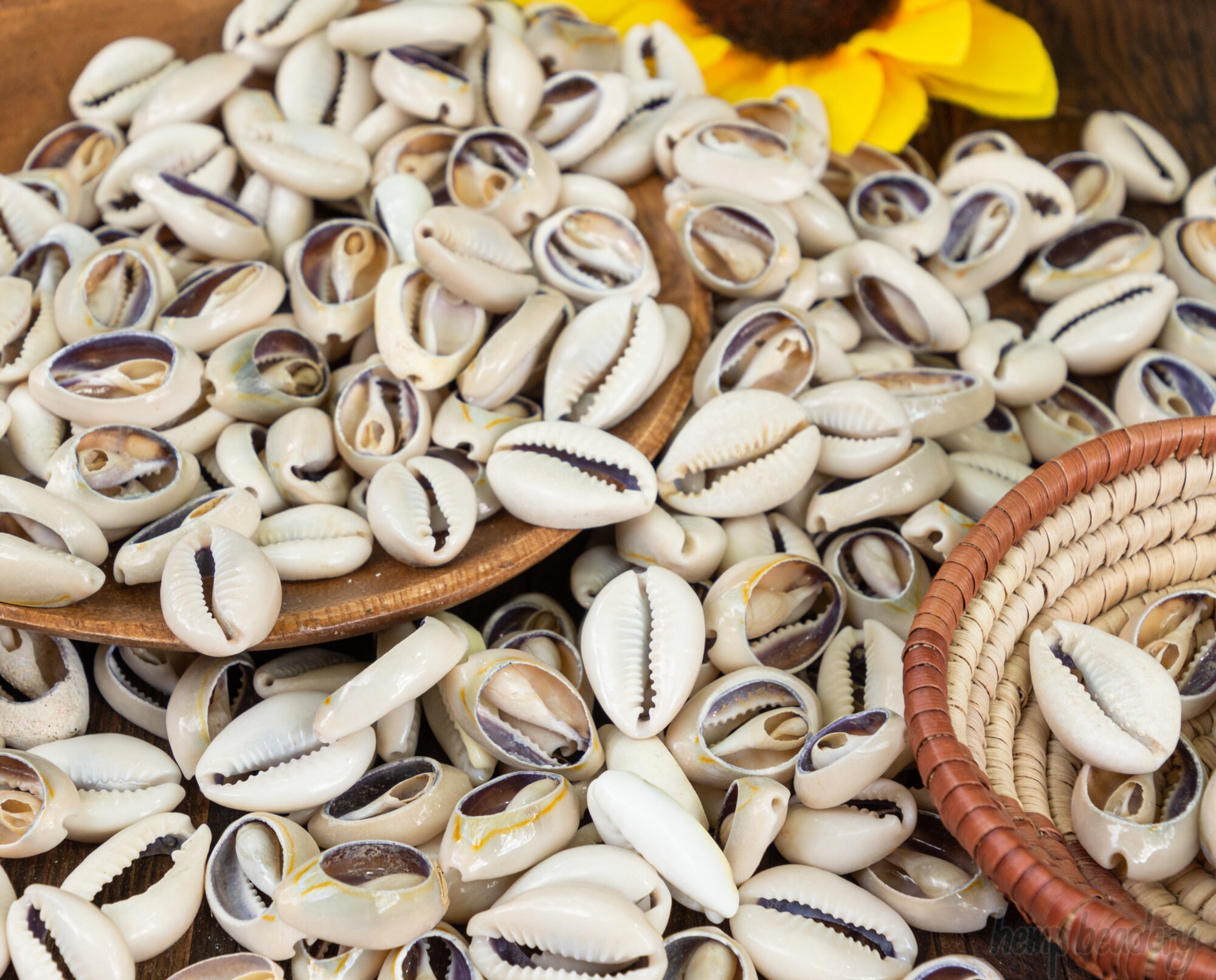 Large Cowrie Shells 100pcs Sliced no hole Seashells | Etsy