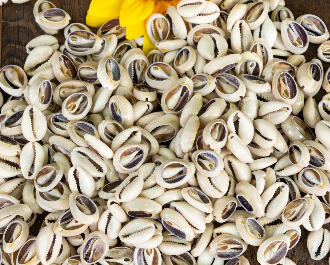 50 Sliced African Cowrie Shells: Medium Mixed Size, Jewelry Making ...