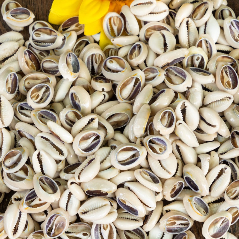 Cowrie Shell Necklace - Etsy