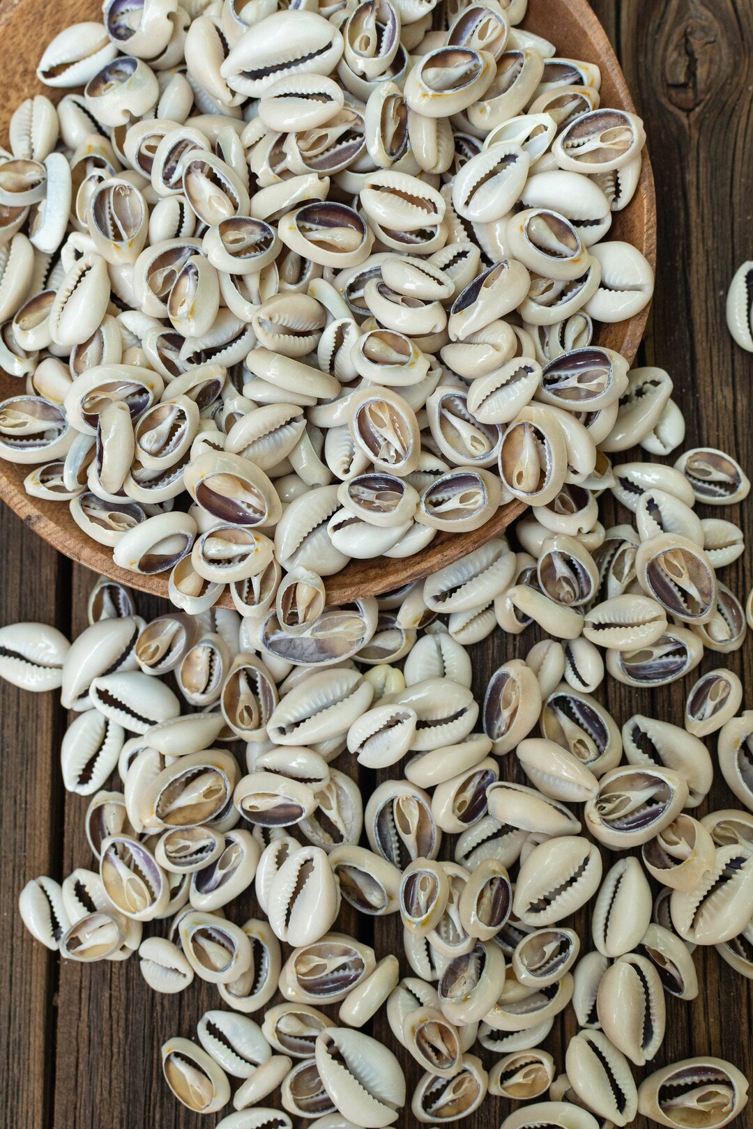 1 Pound Cowrie Shells, Sliced Shell, Slit No Hole, Natural Color mixed ...