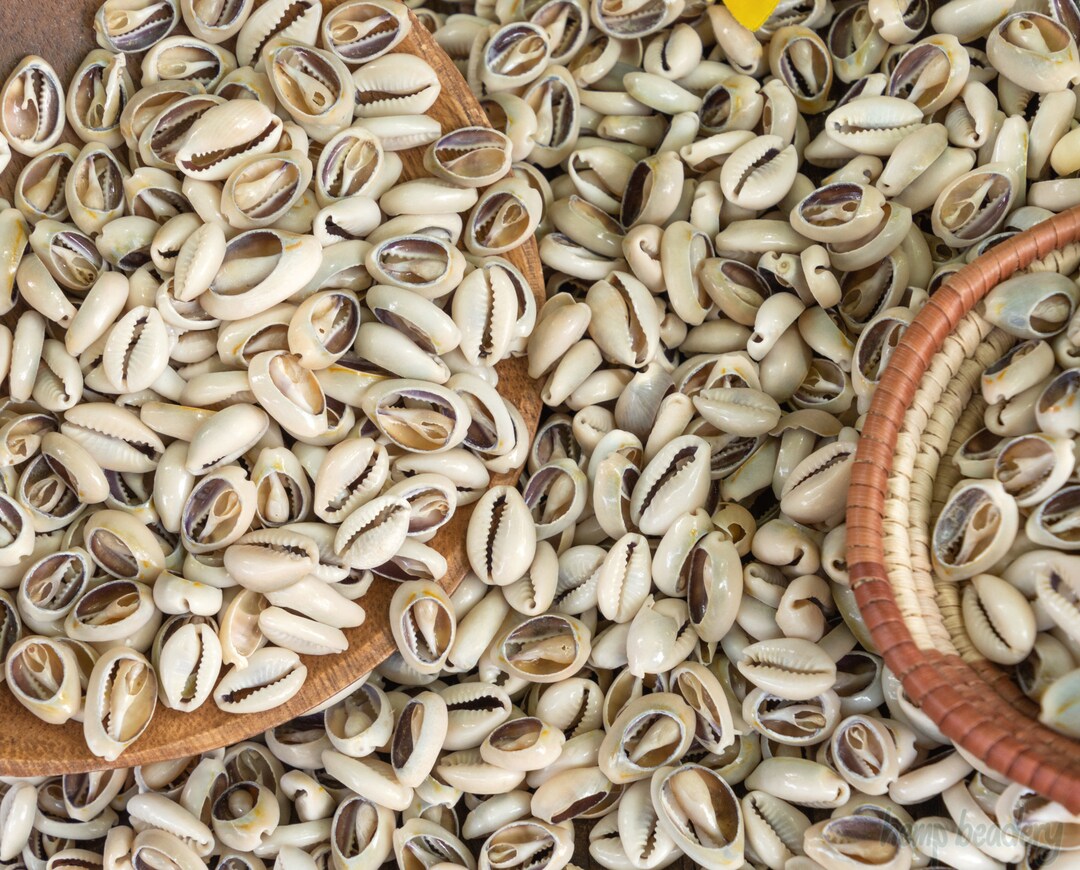 50 conchiglie di ciprea medie, tagliate a mano, ciprea africana per la ...