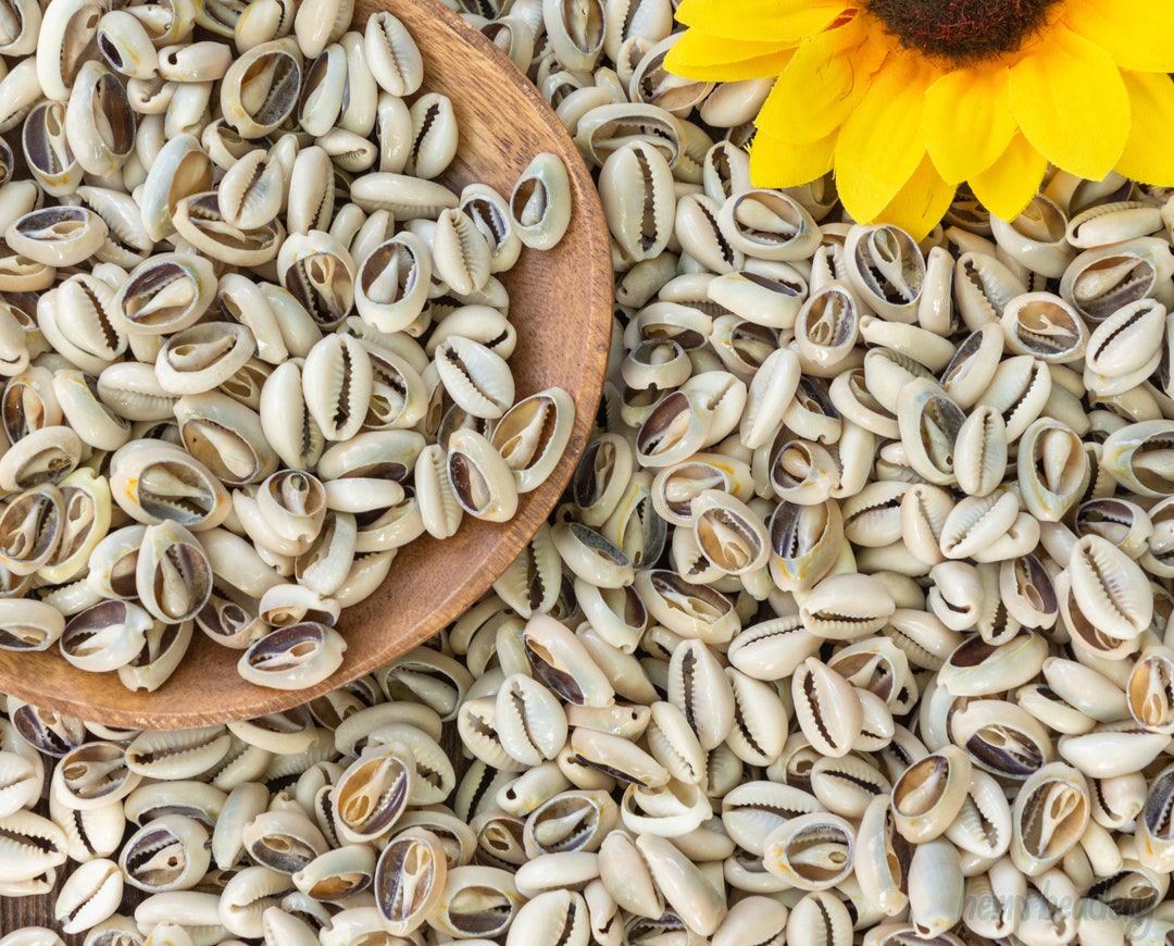 40 Small Sliced Cowrie Shells, Genuine African Cowry, Raw Natural Craft ...