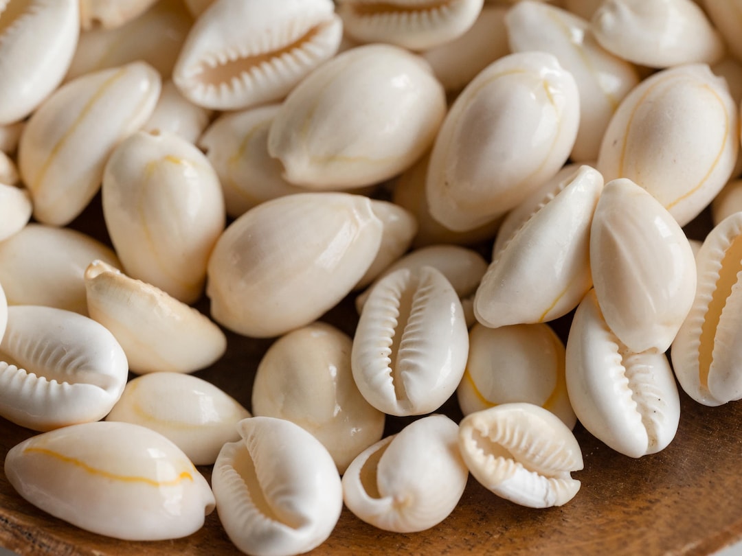 Roasted Full Cowrie Shell With No Holes, 1/4 - 1 Inch - 30 Pieces ...