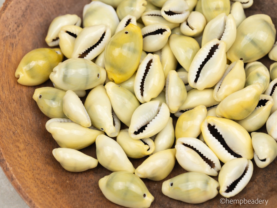 Full Yellow Cowrie Shells, Drilled Hole, 3/4 - 1 Inch - 25 Pieces ...