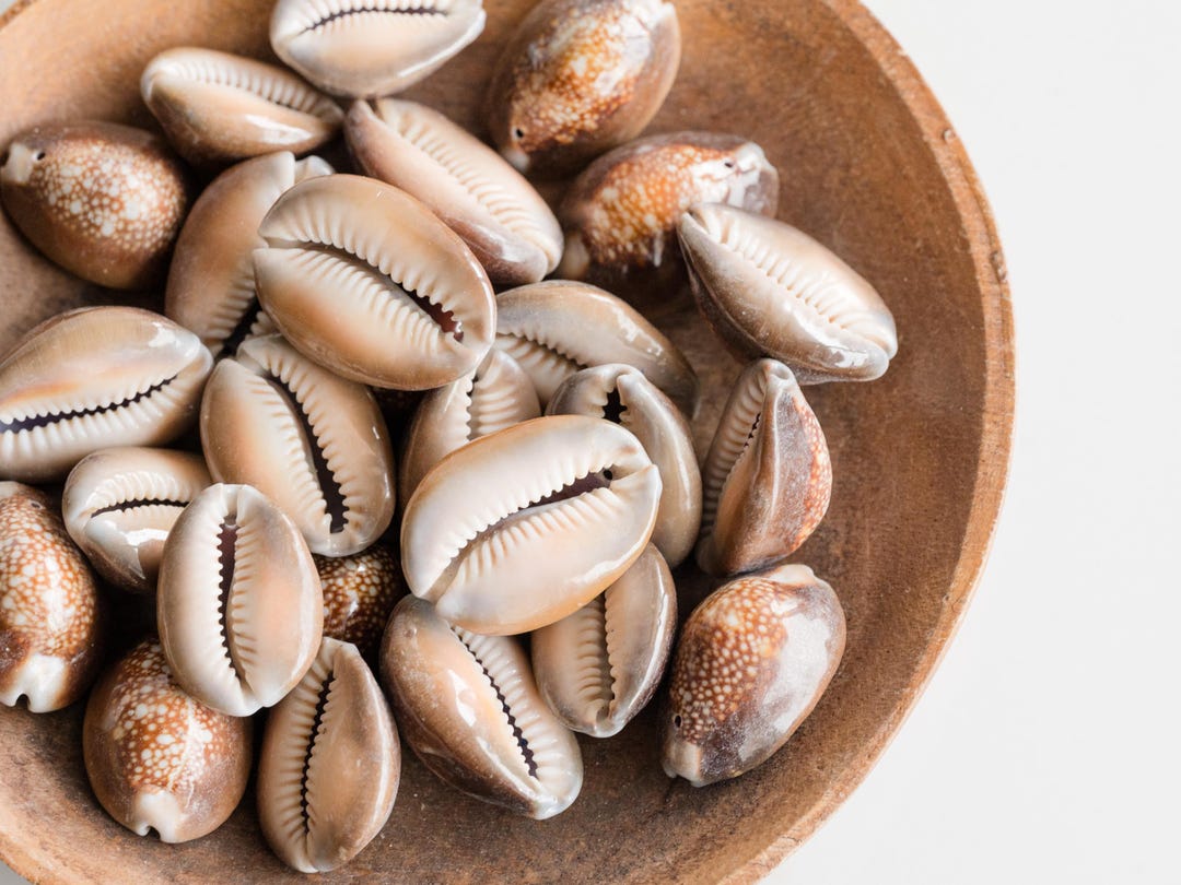 Snake Head Large Cowrie Shells, One Drilled Hole, 1 1/4 - 11/4 Inch ...