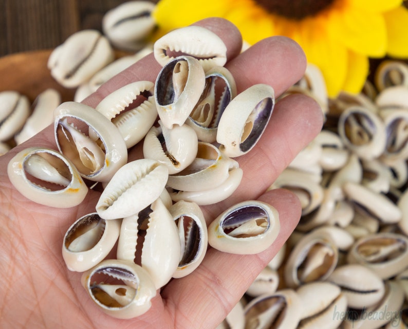 Large Cowrie Shells 50pcs Sliced Shells Seashells Natural | Etsy