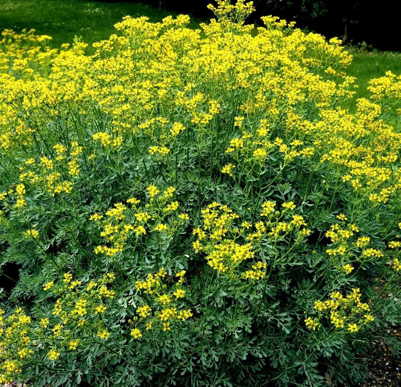 Ruda Plant Fresh Cuttings|arruda|rue Plant for Baths, Teas, Candle ...