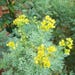 Ruda Plant Fresh Cuttings|arruda|rue Plant for Baths, Teas, Candle ...