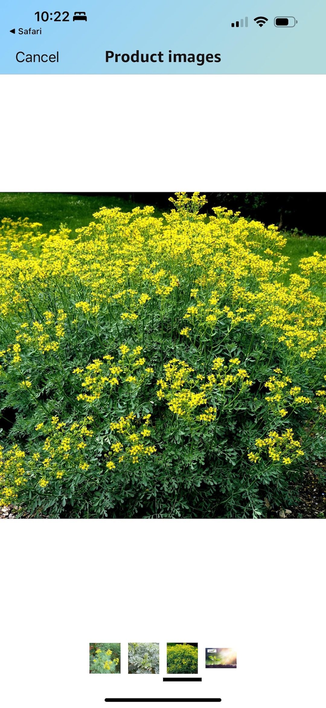 Ruda Plant Fresh Cuttings|arruda|rue Plant for Baths, Teas, Candle ...