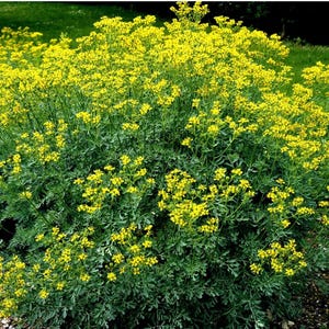 Ruda Plant Fresh Cuttings|arruda|rue Plant for Baths, Teas, Candle ...