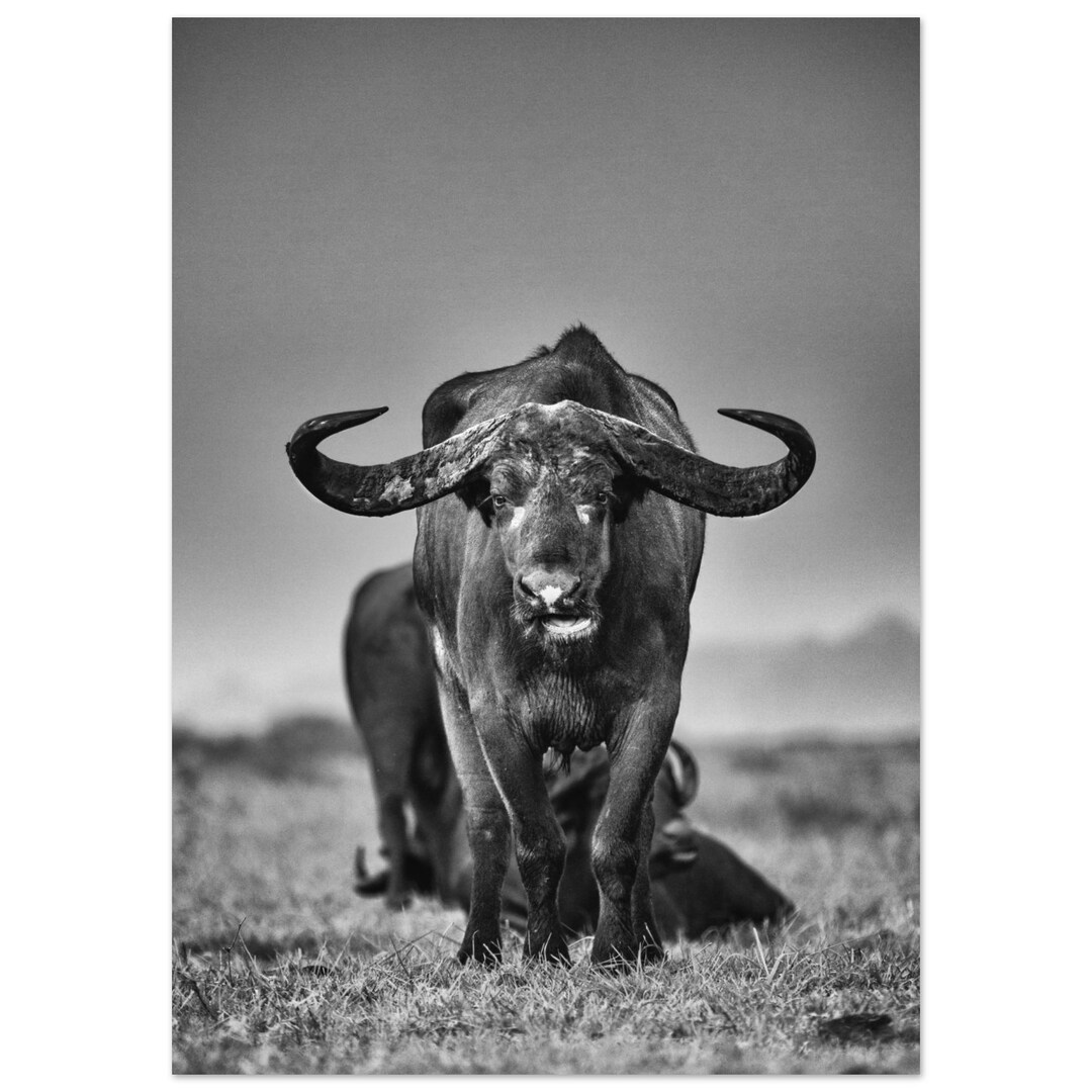 Black and White Buffalo Print: Wild Grass Landscape, Nature Wall Art ...