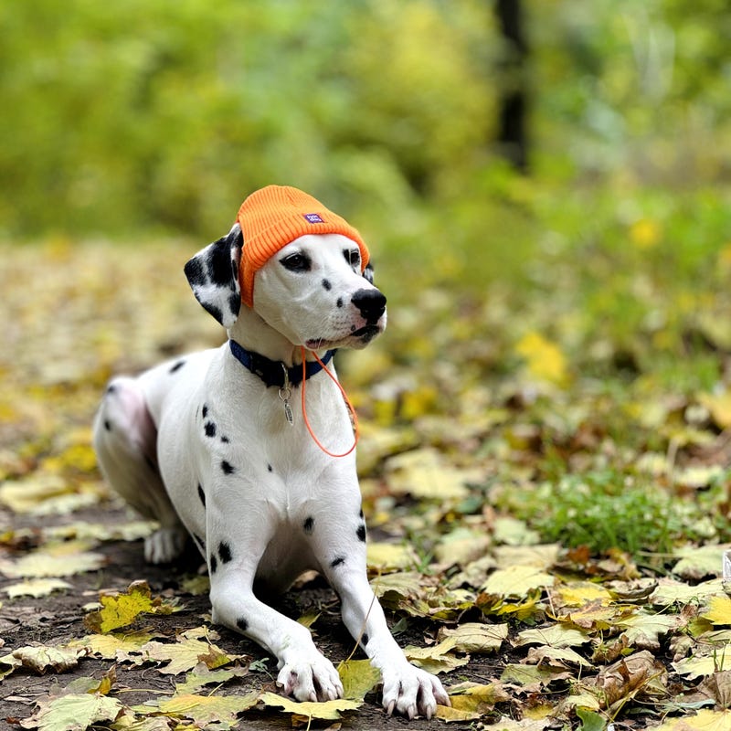 Matching Dog Owner Beanie - Etsy