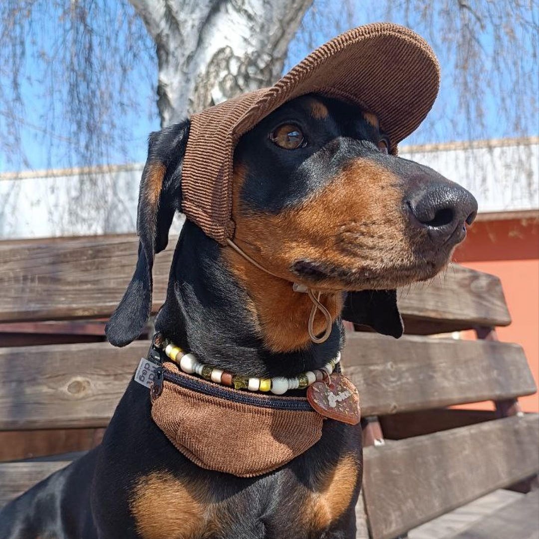 Corduroy Dog Cap – Stylish Dog Baseball Hat With Ear Holes | Adjustable ...