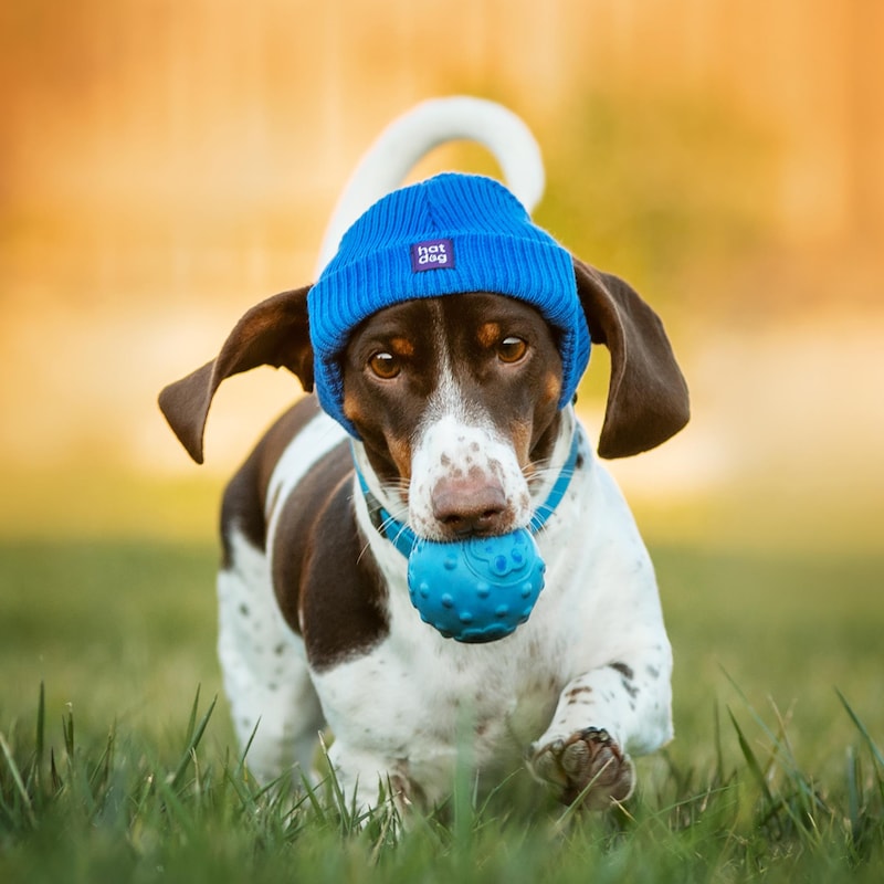 Handmade Knitted Dog Hat - Etsy