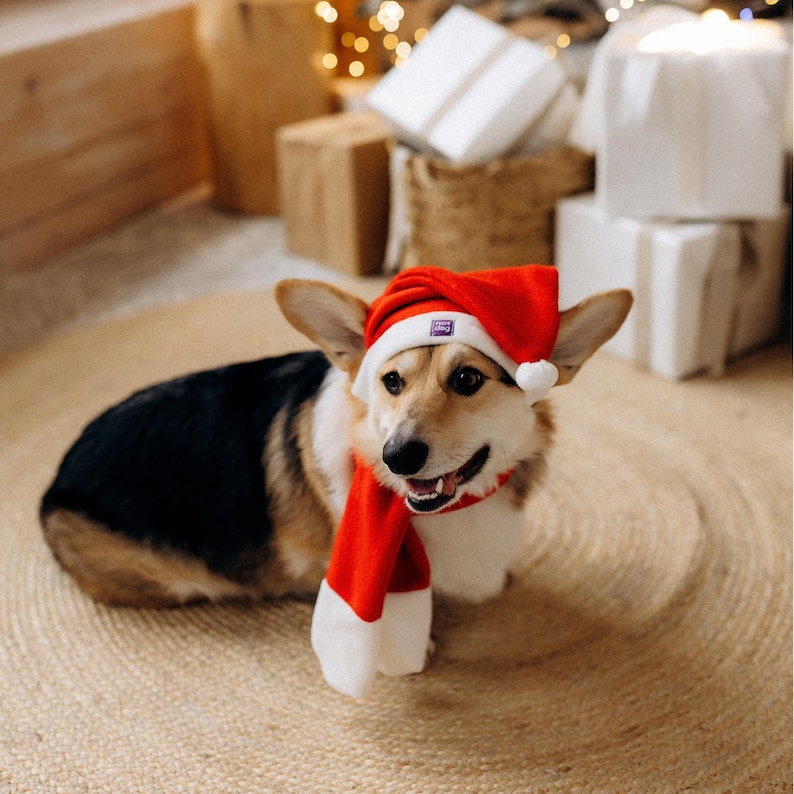 Christmas Dog Santa Hat – Festive Holiday Cap for Small and Medium Dogs ...