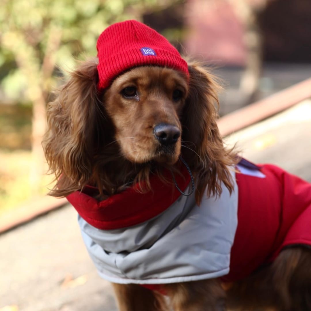 Christmas Red Dog Beanie Hat Festive Winter Hat for Dogs With Ear Holes ...