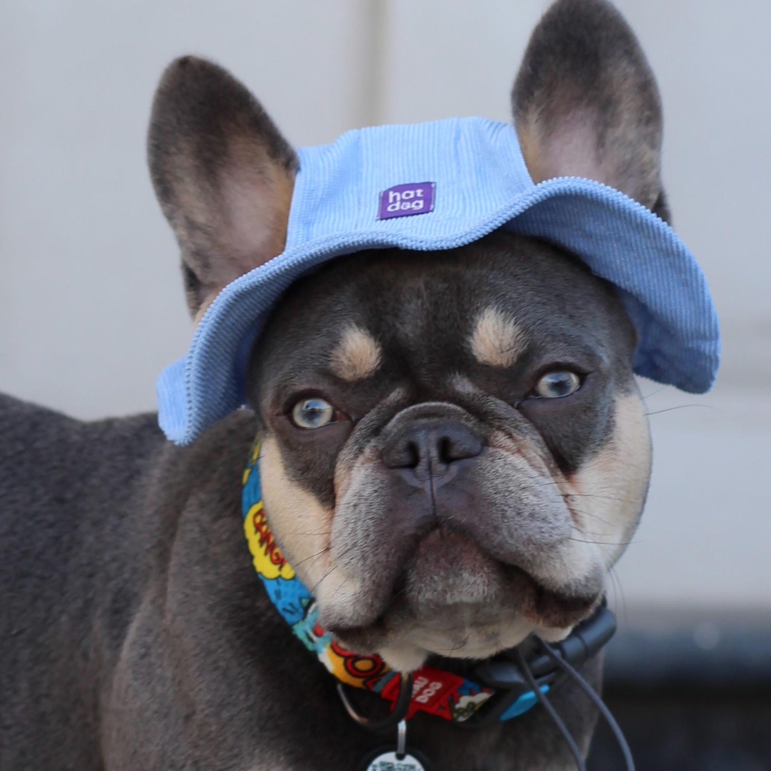 Sky Blue Dog Bucket Hat – Lightweight Summer Hat With Ear Holes ...