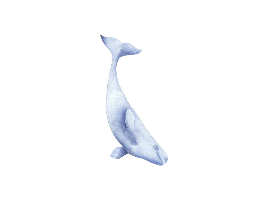 11 X 14 Beluga Whale Print - Etsy