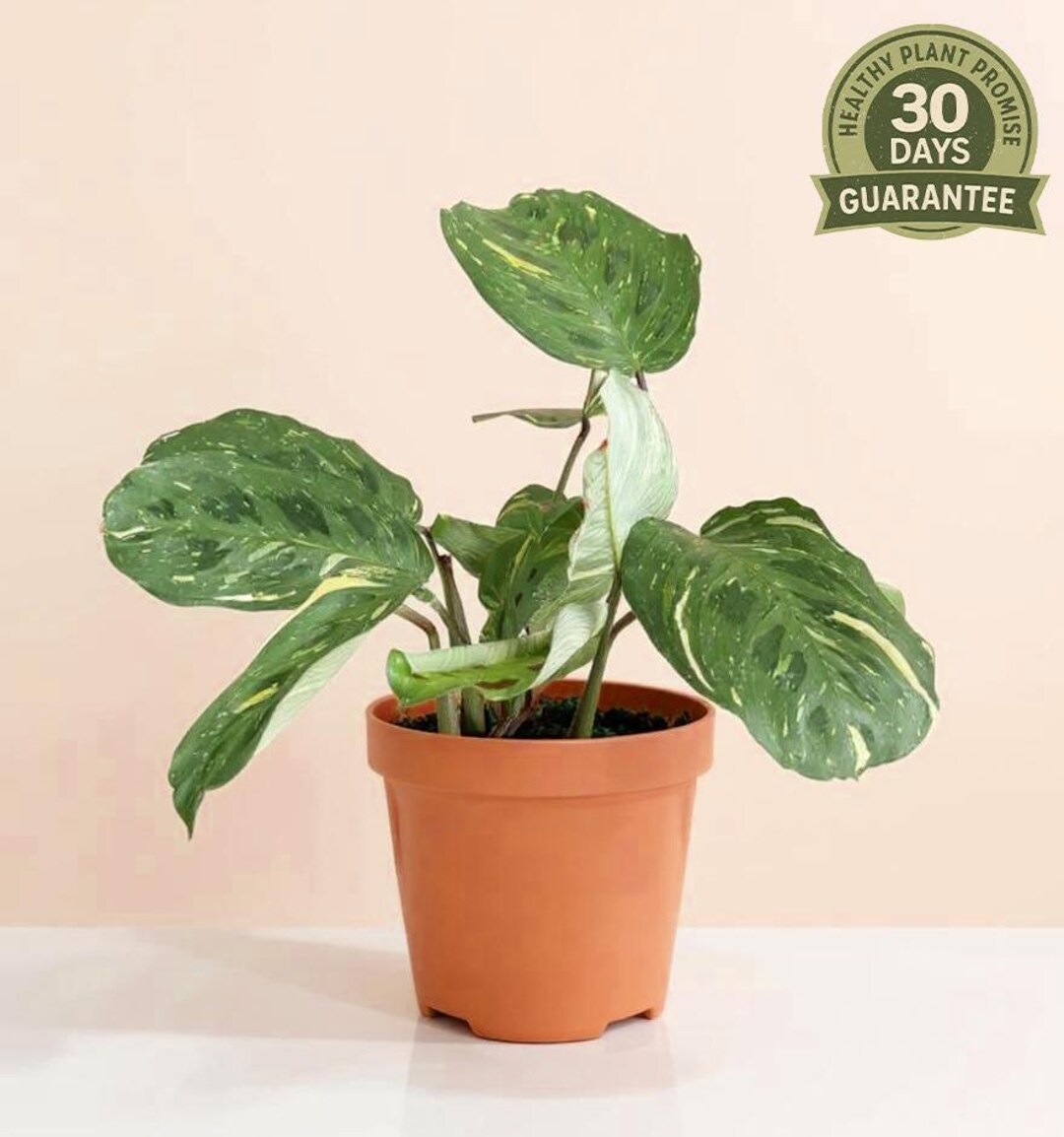 Maranta Variegated 'beauty Kim', Prayer Plant, Variegated Maranta, Easy ...