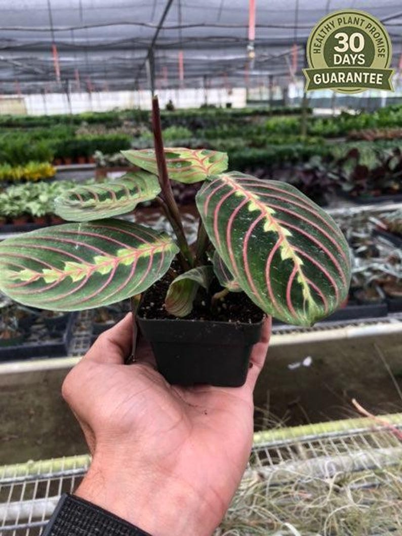 Maranta Red Prayer, Red Vein Prayer Plant, Evergreen Maranta, Pet Safe ...