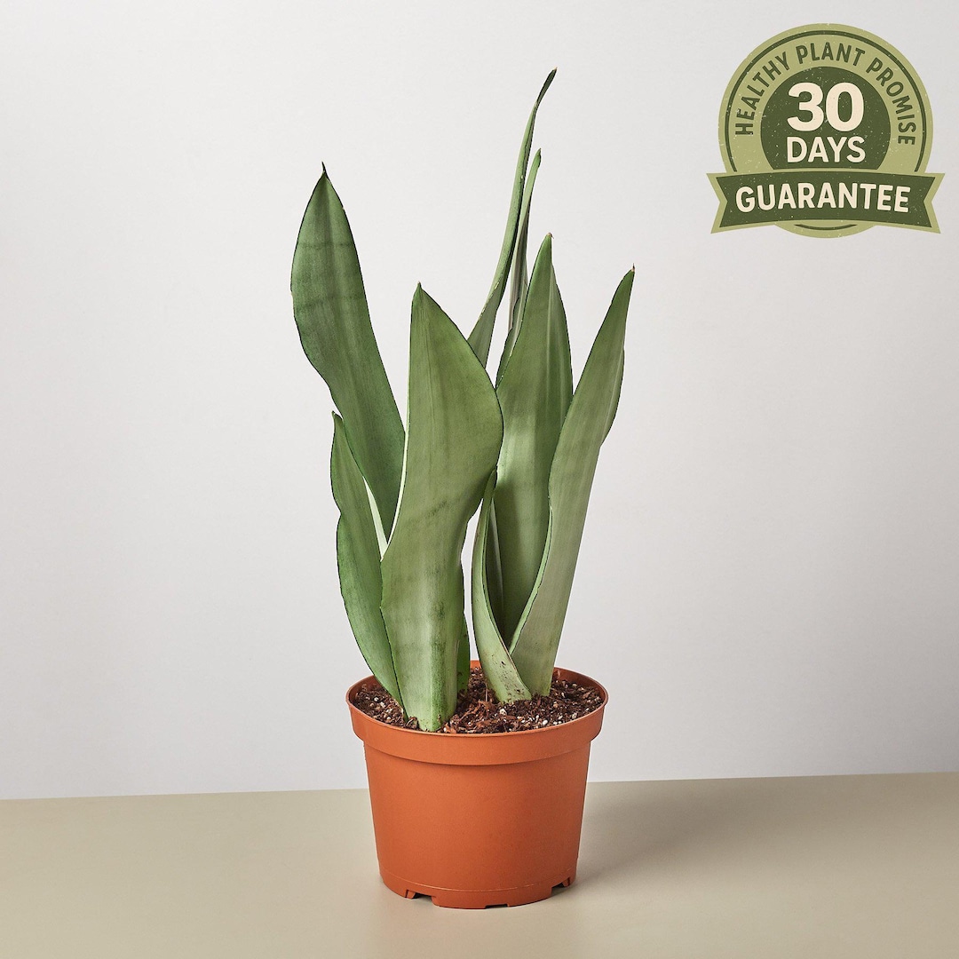 Snake Plant Moonshine, Sansevieria Trifasciata, Silvery Grey Leaves ...