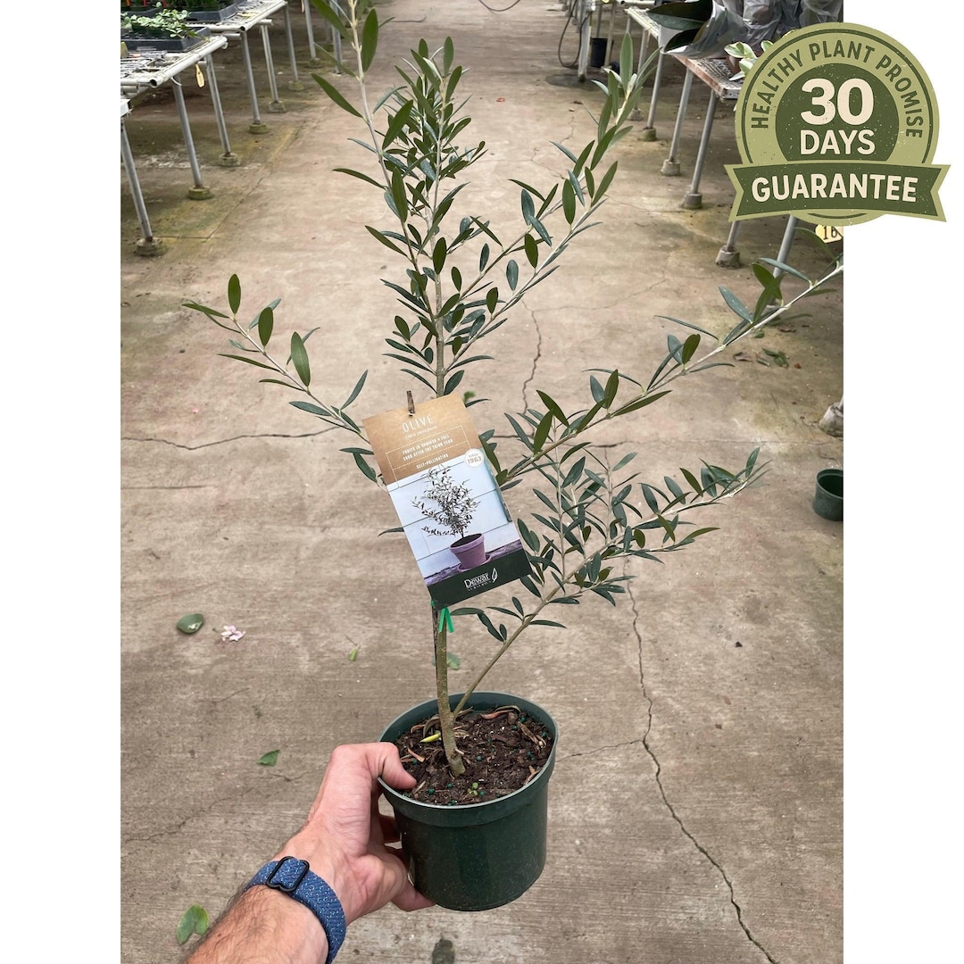 Common Olive Tree, Olea Europaea, Live Evergreen Houseplant, Fragrant ...