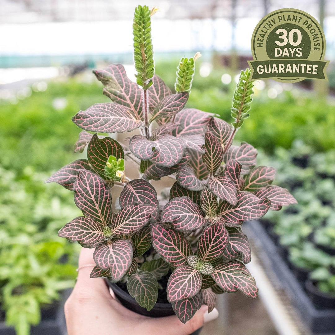 Fittonia 'pink' (nerve Plant), Evergreen Indoor Houseplant With Pink ...