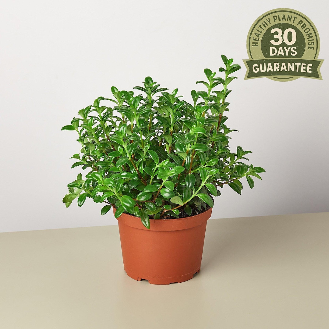 Candy Corn Plant, Brazilian Firecracker, Nematanthus, Goldfish Plant ...