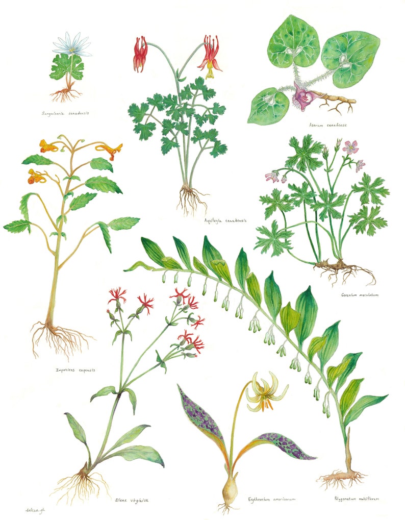 Wildflowers of Virginia Poster - Etsy